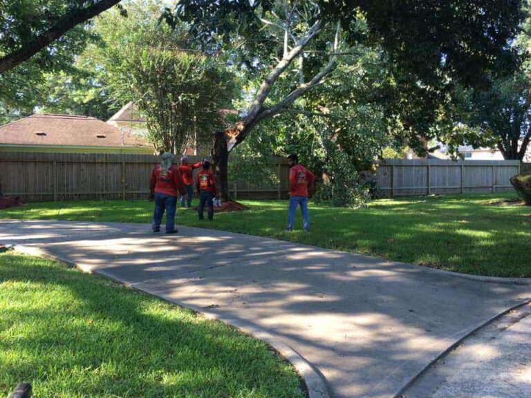 Spring Tree Service – We are a professional Tree Service company