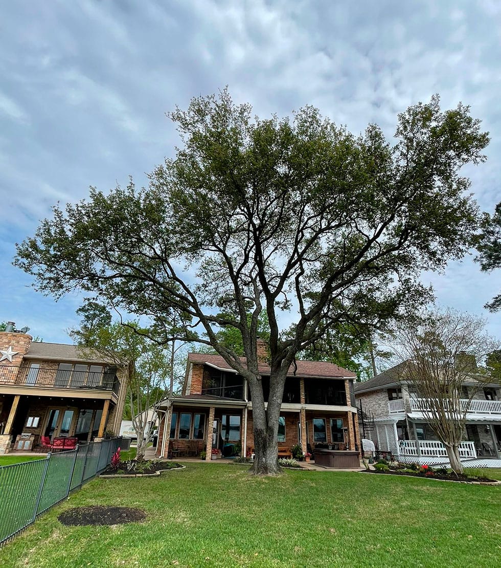 Tree Trimming – Spring Tree Service